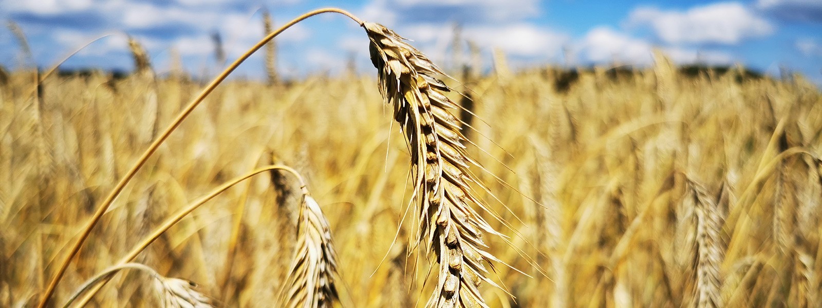 Wir stehen entlang der gesamten Produktionskette Ihres Agrarbetriebes ...